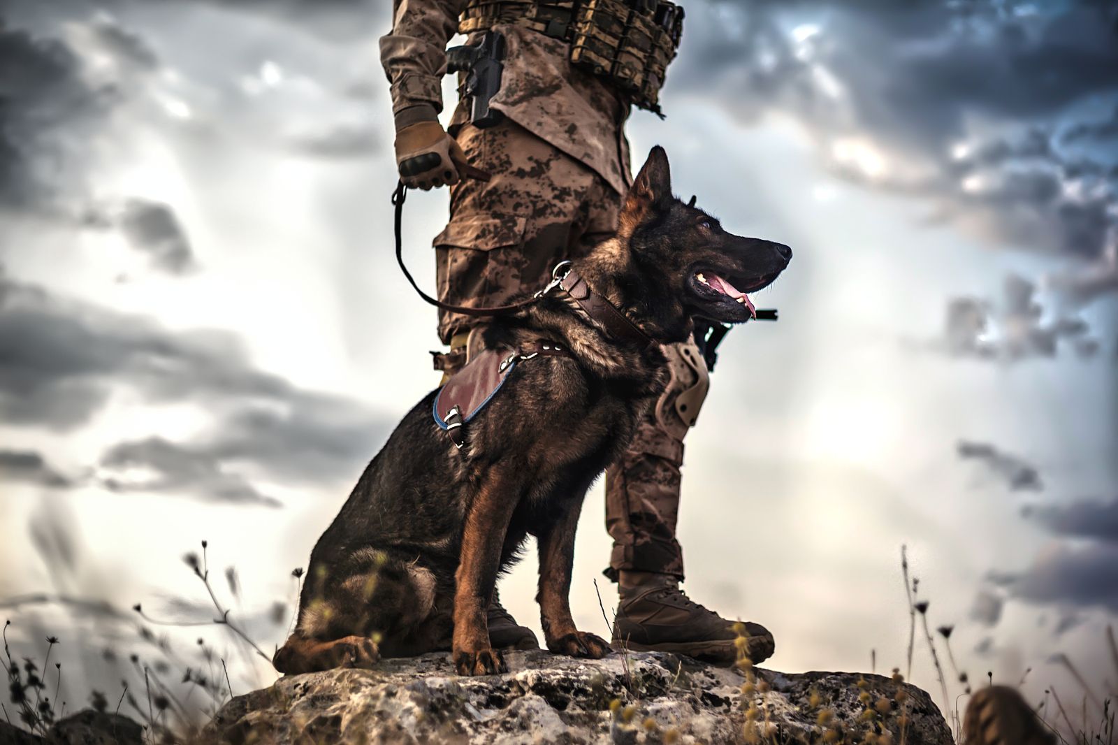 Covert Operator Canine Training | TRDCRFT